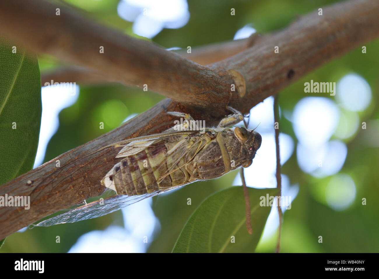 Cicada on the branch , Tropical Insects of Asia on tree with natural ...