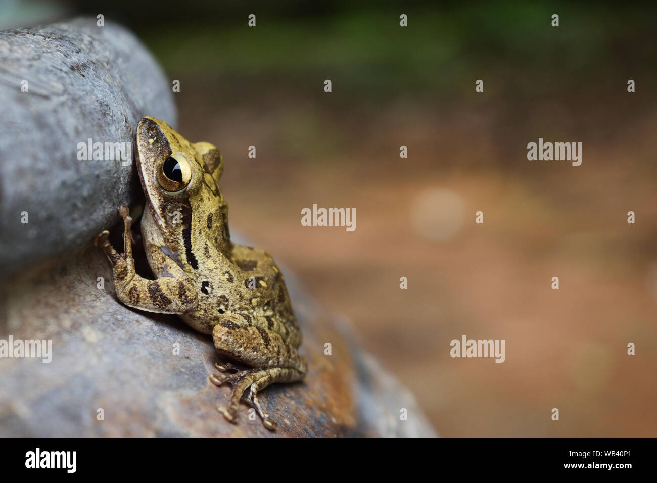Big eye sparkle of amphibians in tropical Asia , Common tree frog on ...