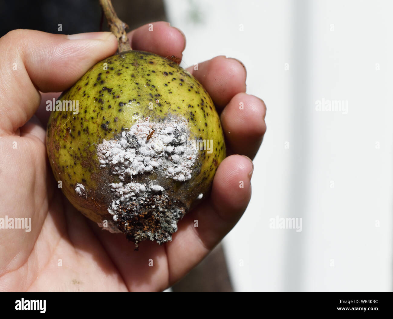 Orange color ants and Cotton Mealy bugs on green Pomegranate fruit in ...