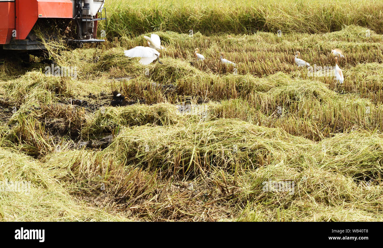 The Combine harvesters harvesting crops in rice field with group of ...
