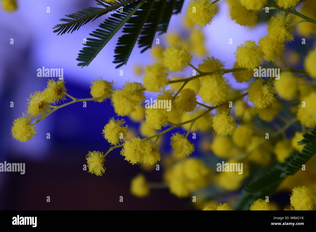 Macro photo, mimosa flower in blue background Stock Photo - Alamy
