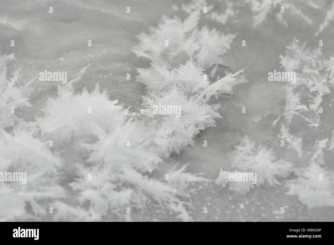 Streaks of snow. Snowflakes on the ice. Winter and frost. ice sheet ...
