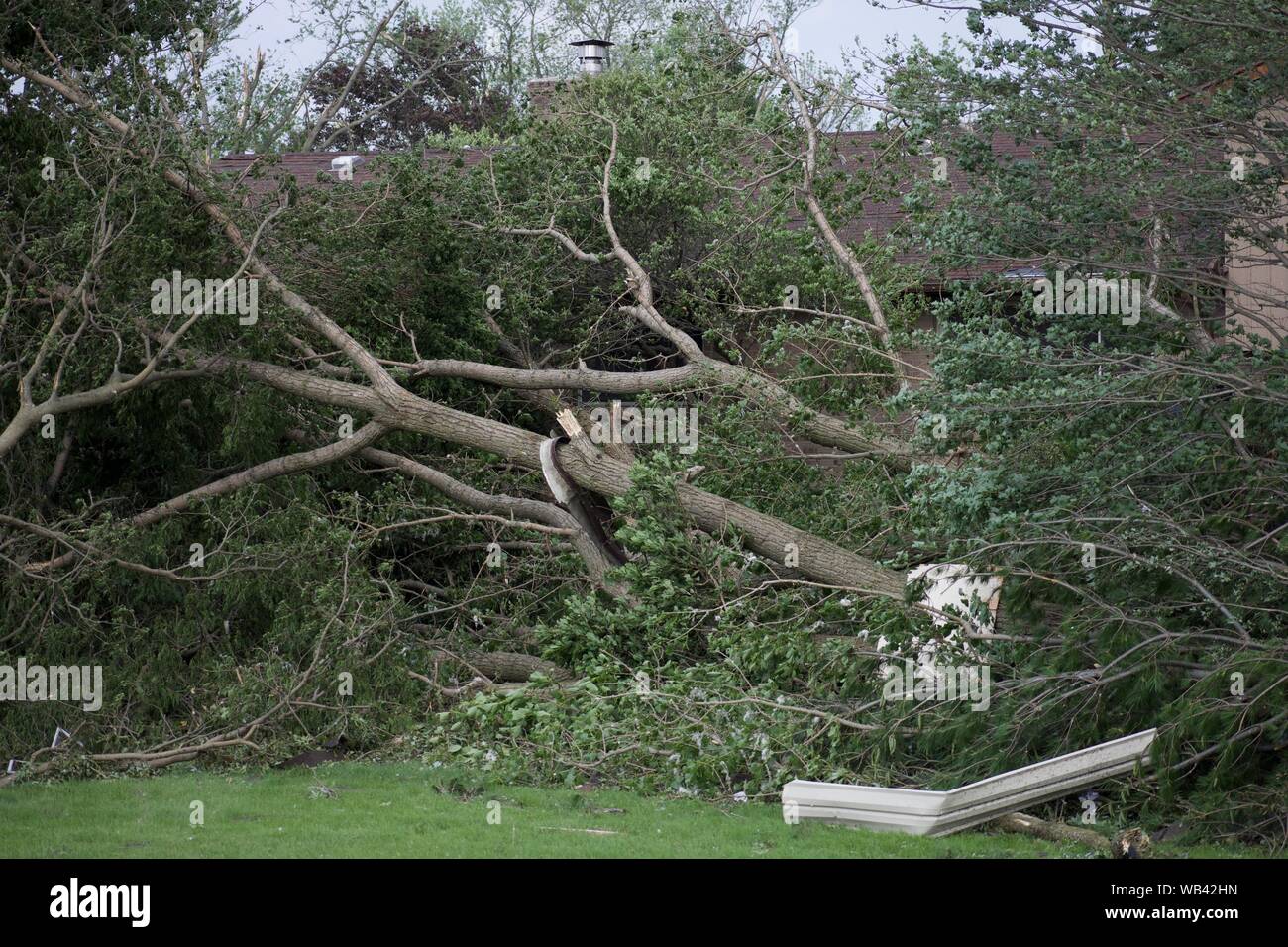 fallen tree after tornado in dayton Stock Photo - Alamy
