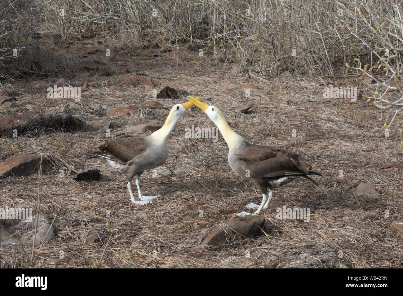 Galapagos islands and its wildlife and nature, in Ecuador Stock Photo ...