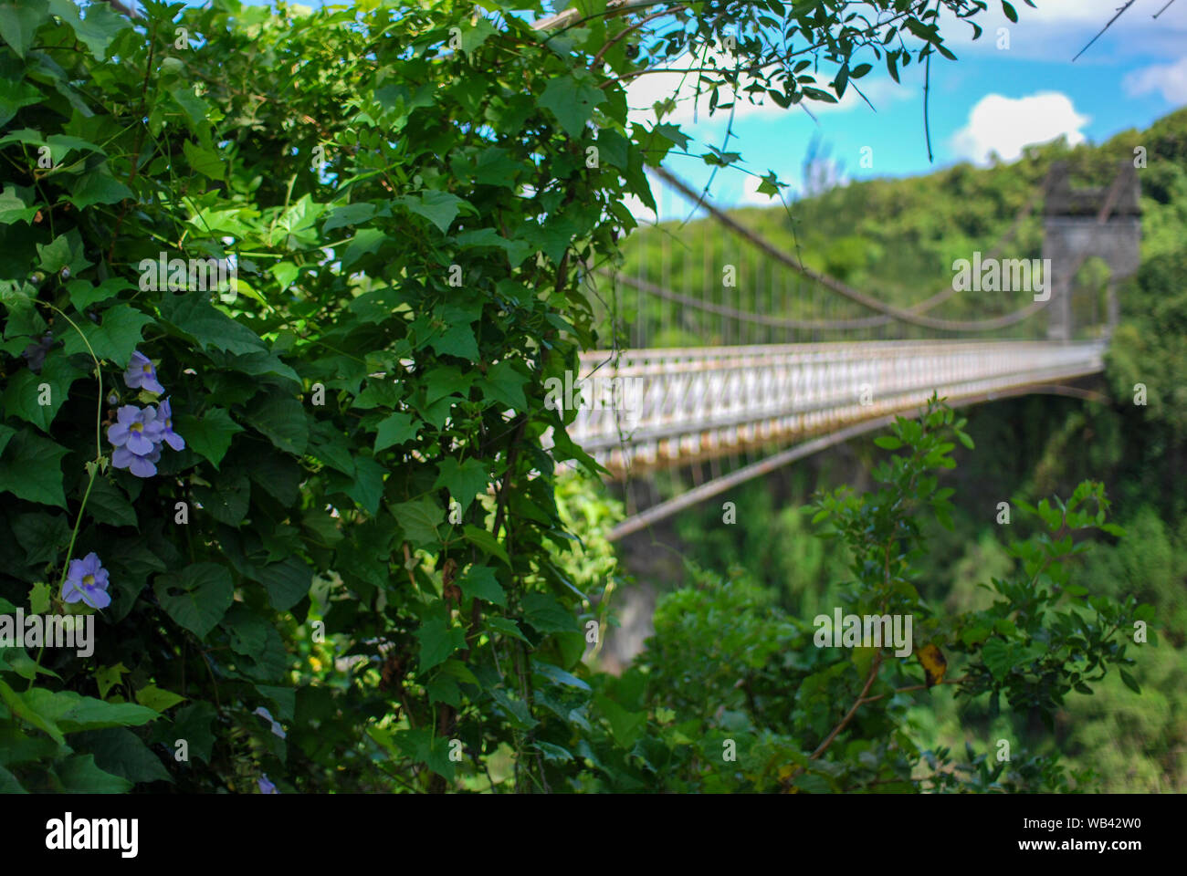 suspended bridge on la reunion island Stock Photo - Alamy