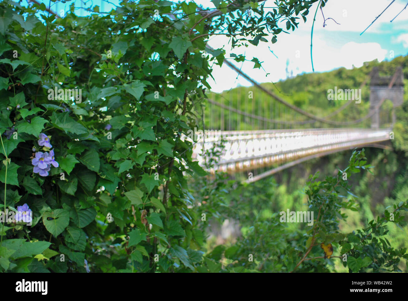 suspended bridge on la reunion island Stock Photo - Alamy