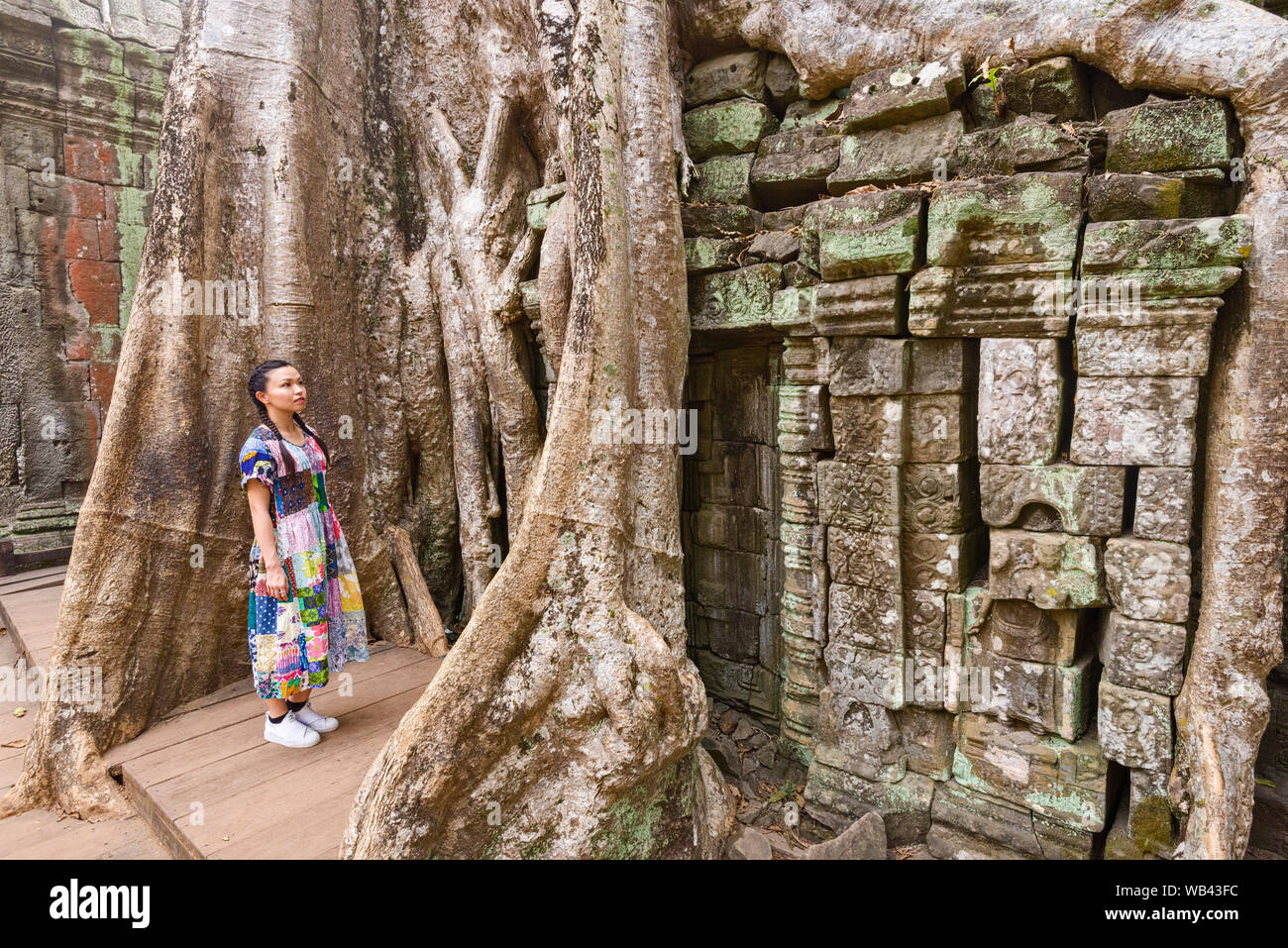Tetrameles nudiflora is the famous spung tree growing in the Ta Prohm ...
