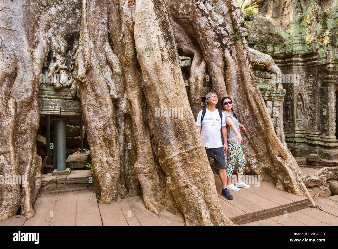 Tetrameles nudiflora is the famous spung tree growing in the Ta Prohm ...