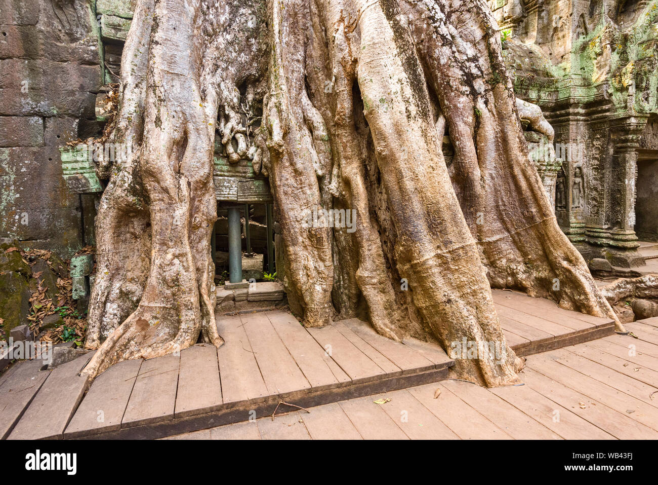 Tetrameles nudiflora is the famous spung tree growing in the Ta Prohm ...