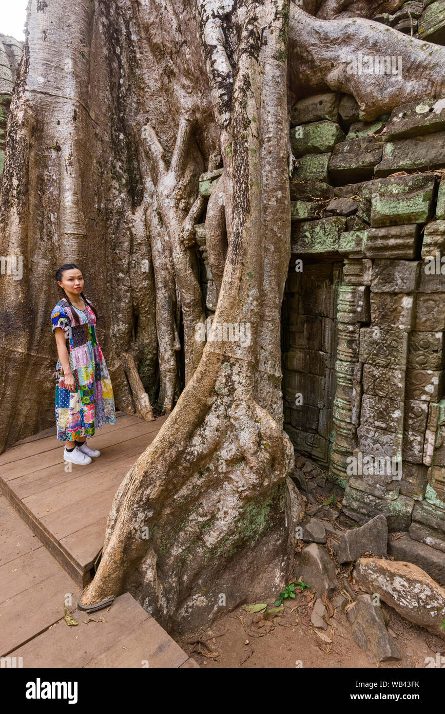 Tetrameles nudiflora is the famous spung tree growing in the Ta Prohm ...