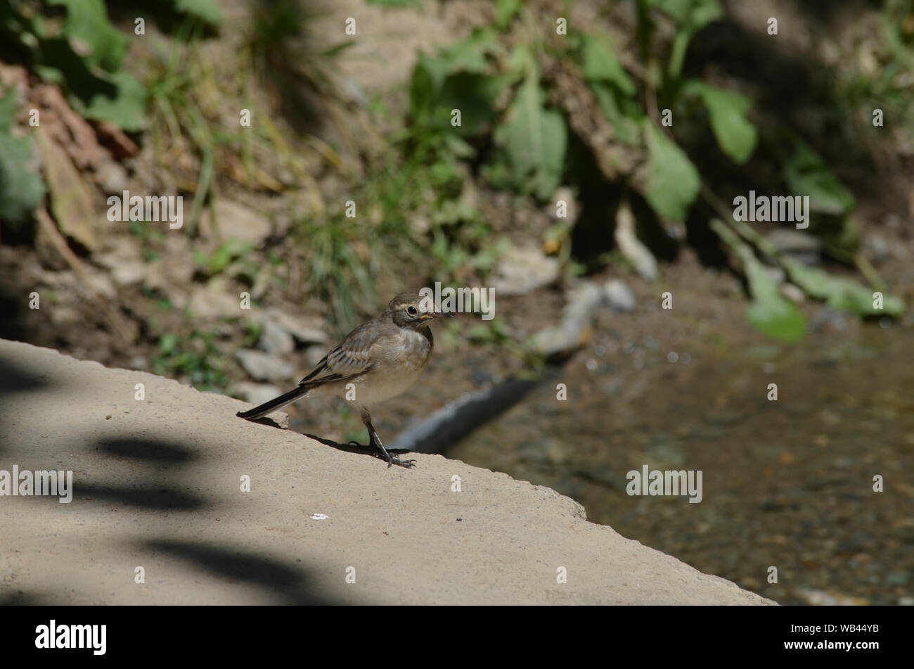 Juvenile grey wagtail in natural habitat hi-res stock photography and ...