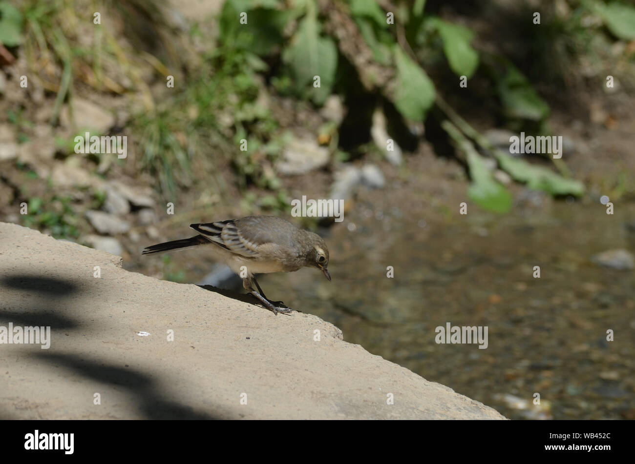 Juvenile of Grey wagtail Motacilla cinerea or water pipit Anthus ...