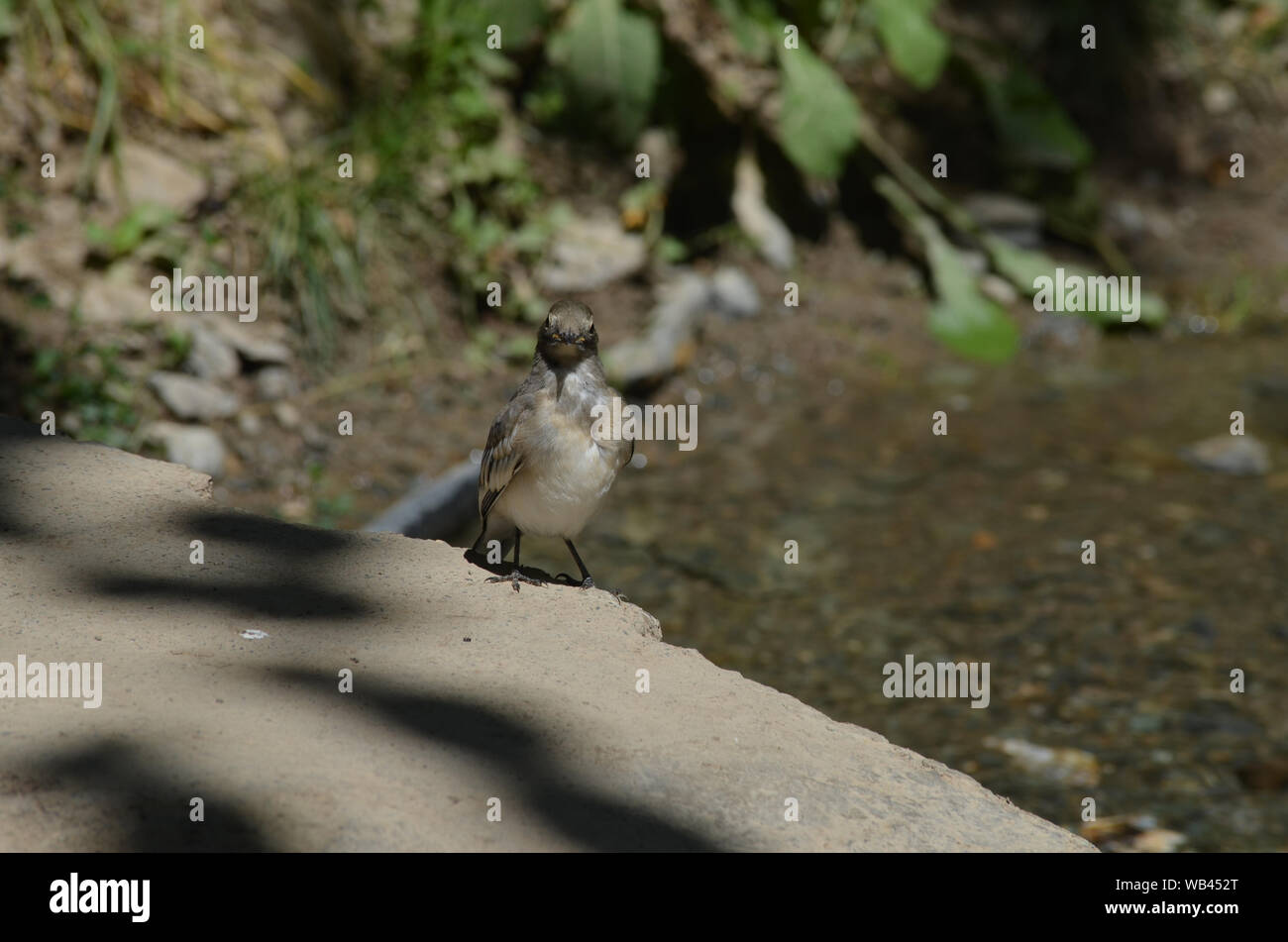 Juvenile grey wagtail in natural habitat hi-res stock photography and ...