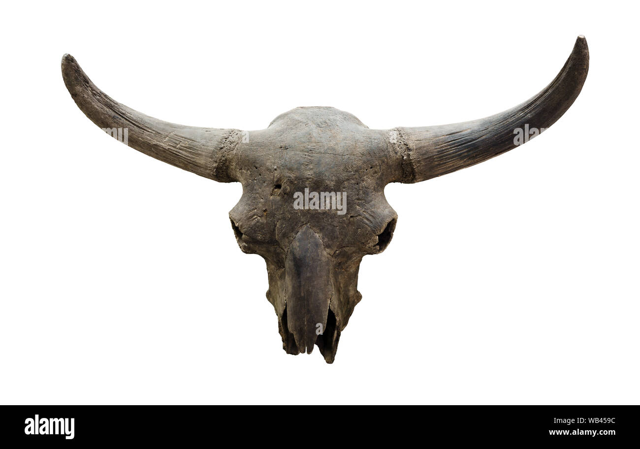 fossil skull of an extinct bison isolated on white background Stock ...