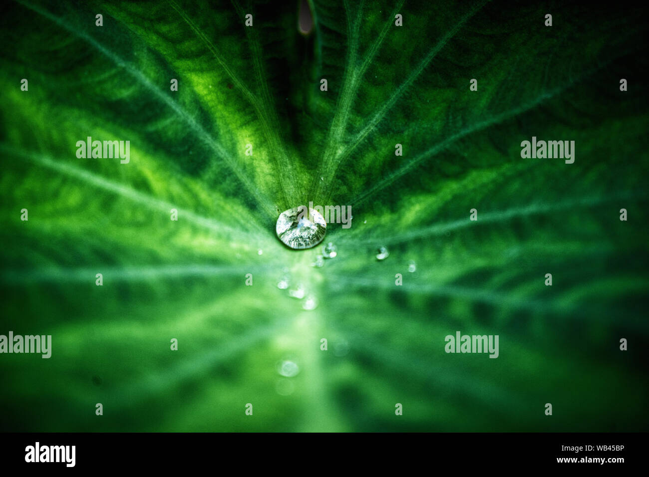 Rolling water drop hi-res stock photography and images - Alamy