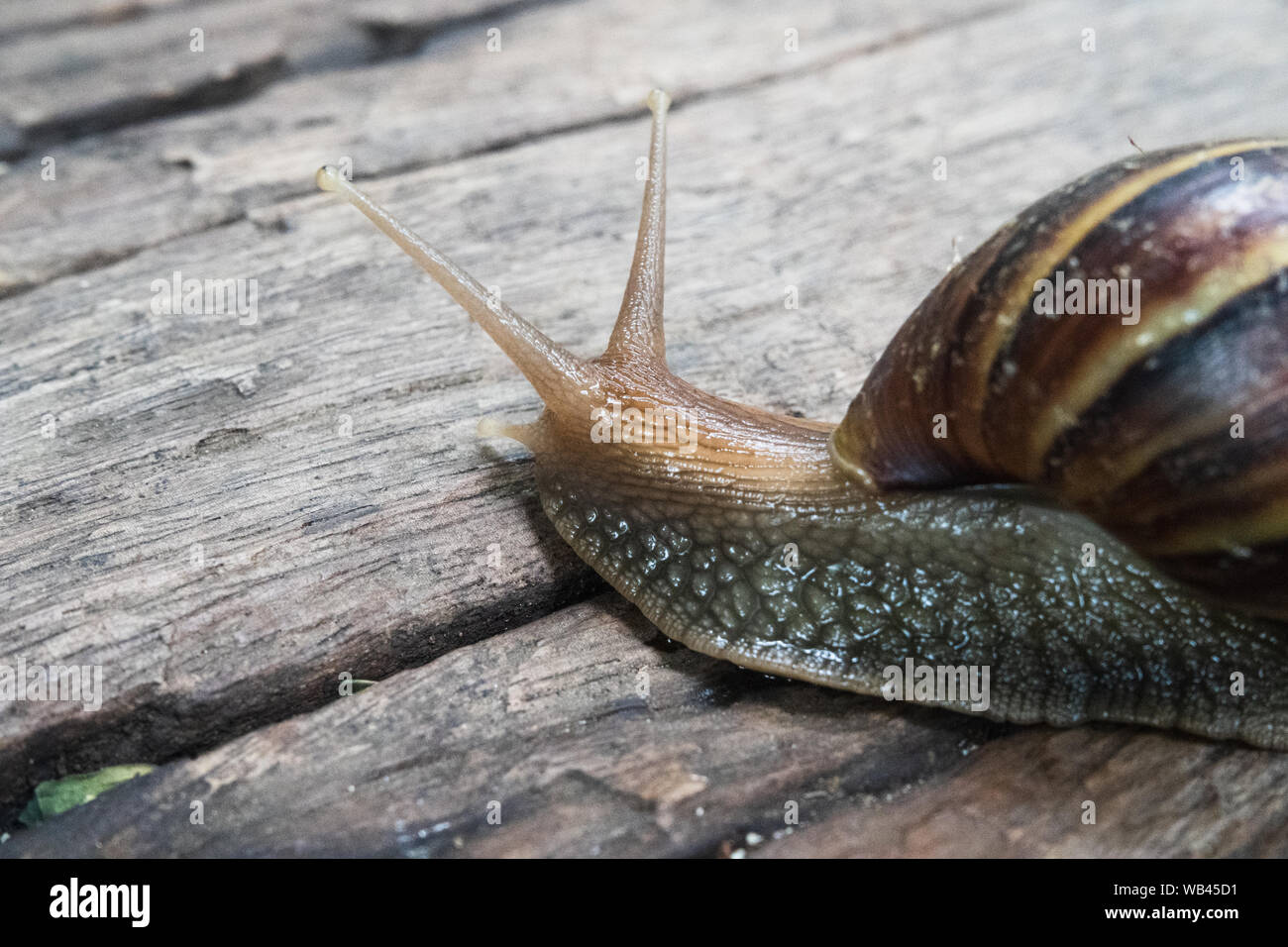 Invasive species giant african snail hi-res stock photography and ...