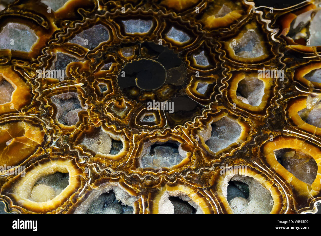 background - beautiful surface of cut shell of a fossil ammonite ...