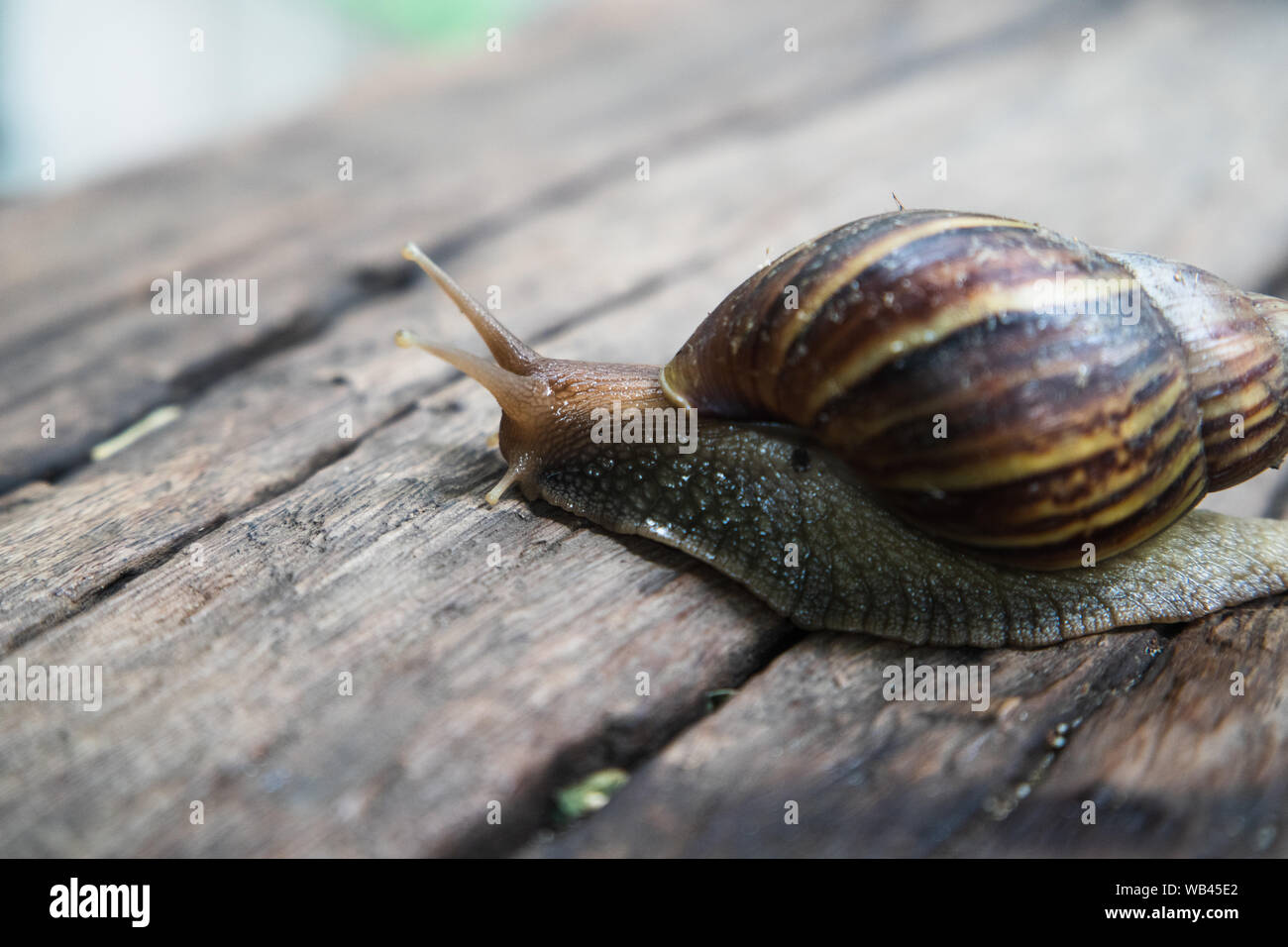 Asian giant land snail hi-res stock photography and images - Alamy