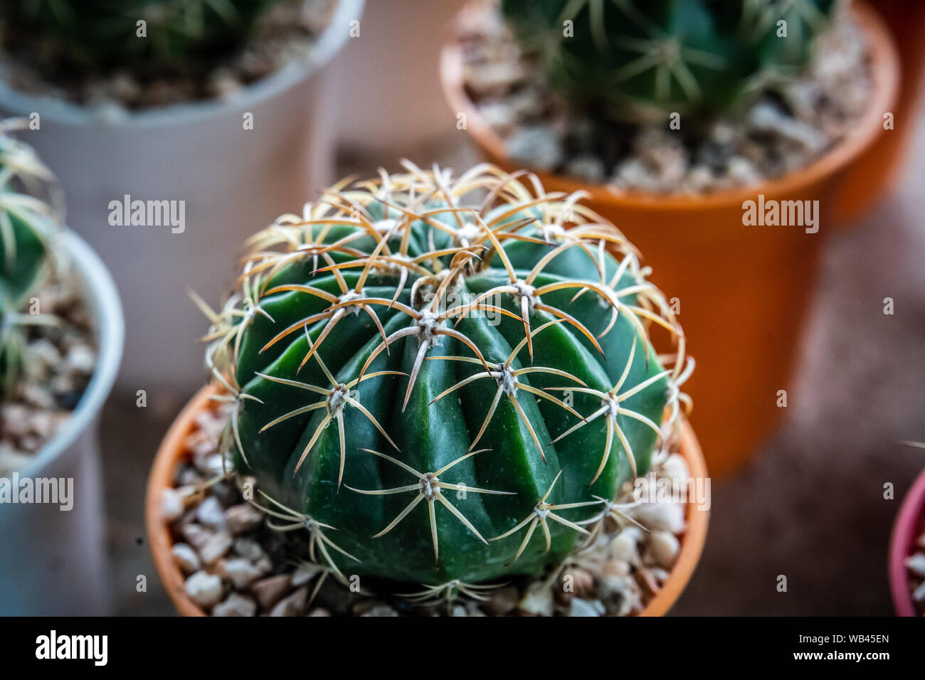 Round cactus hi-res stock photography and images - Alamy