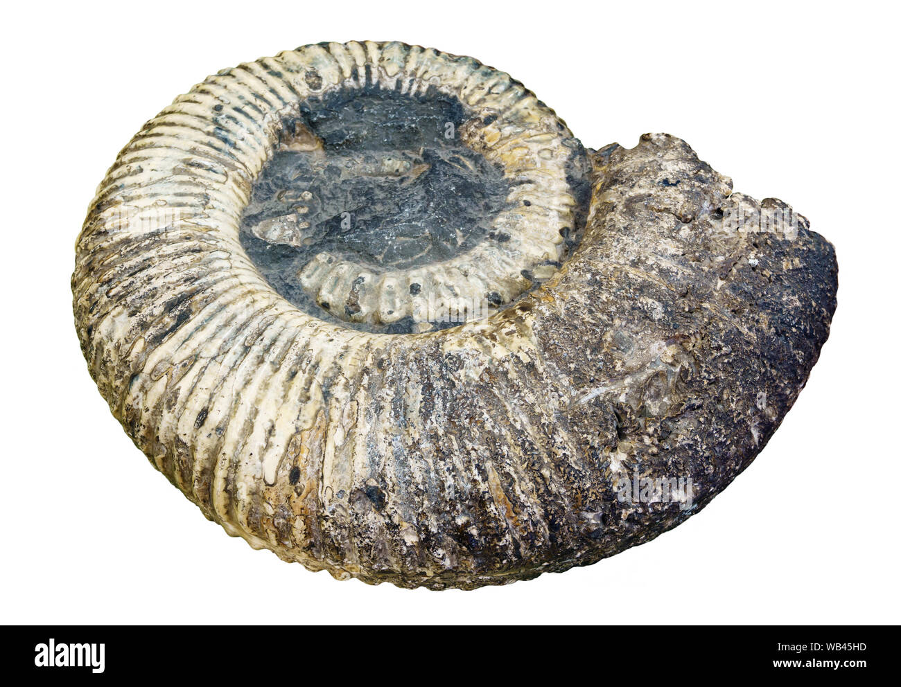 Paleozoic Period High Resolution Stock Photography and Images - Alamy