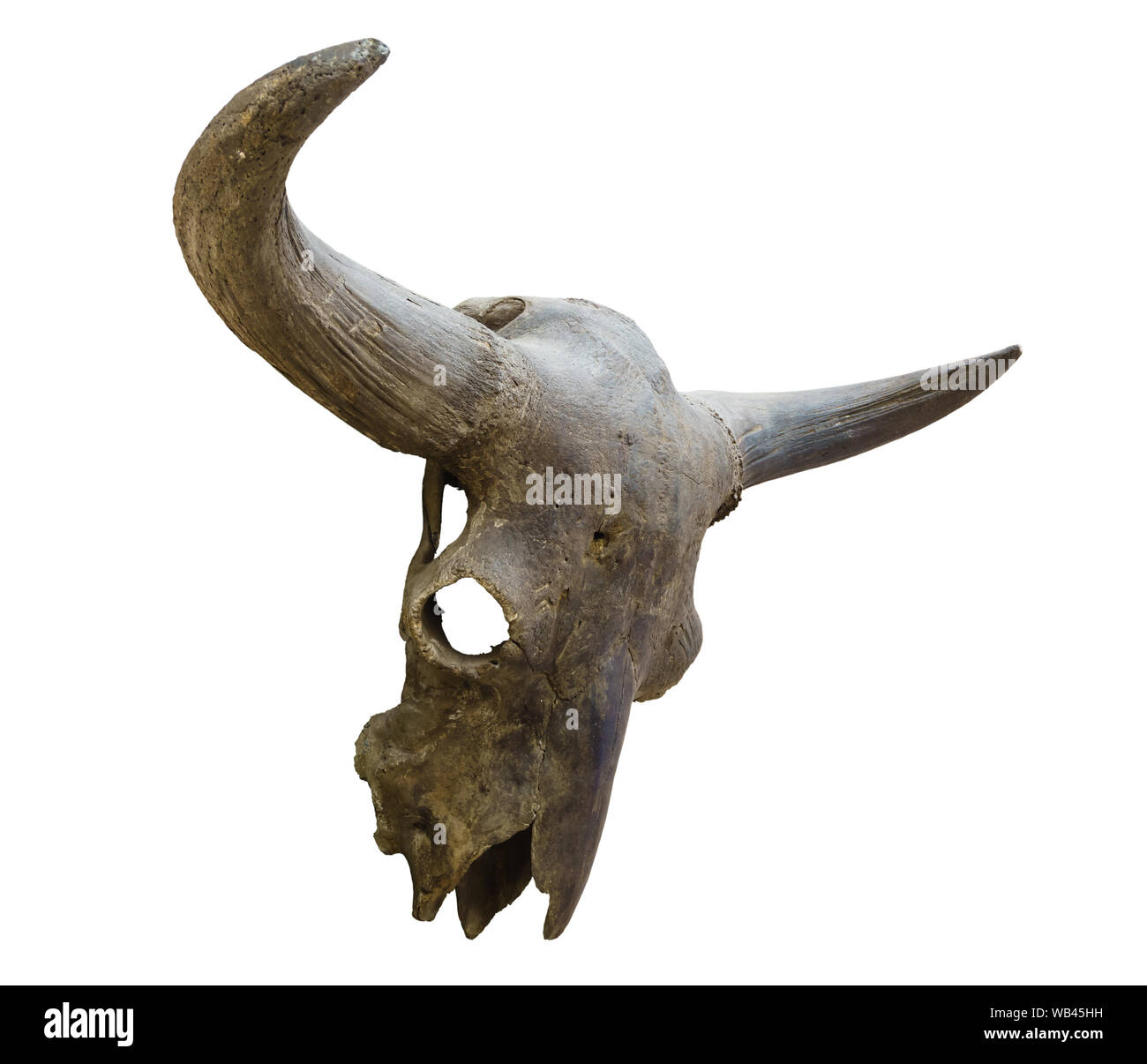 fossil skull of an extinct bison isolated on white background Stock ...