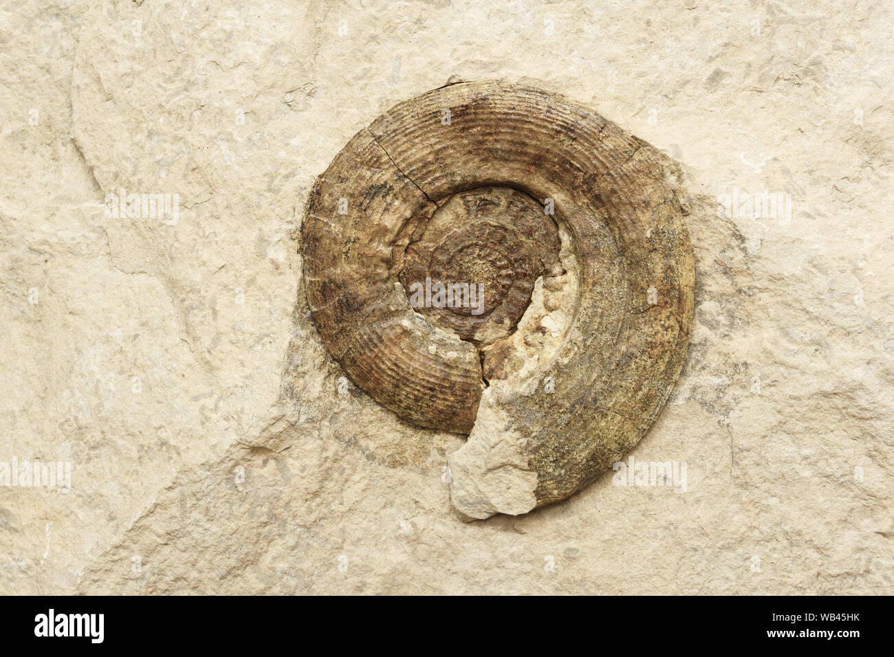 background - petrified shell of an extinct paleozoic ammonite mollusc ...