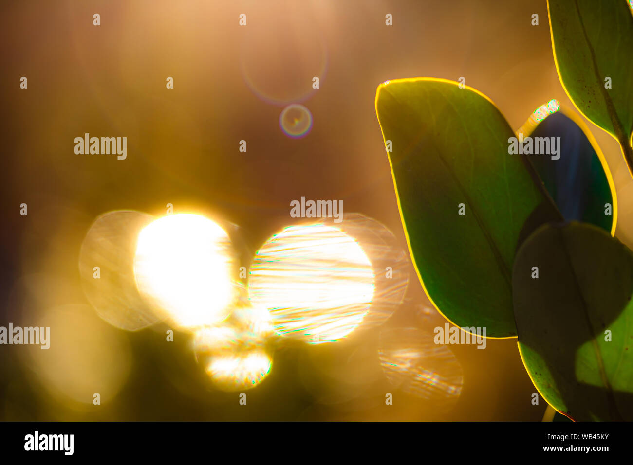 Lens flare in the middle of flowers Stock Photo - Alamy