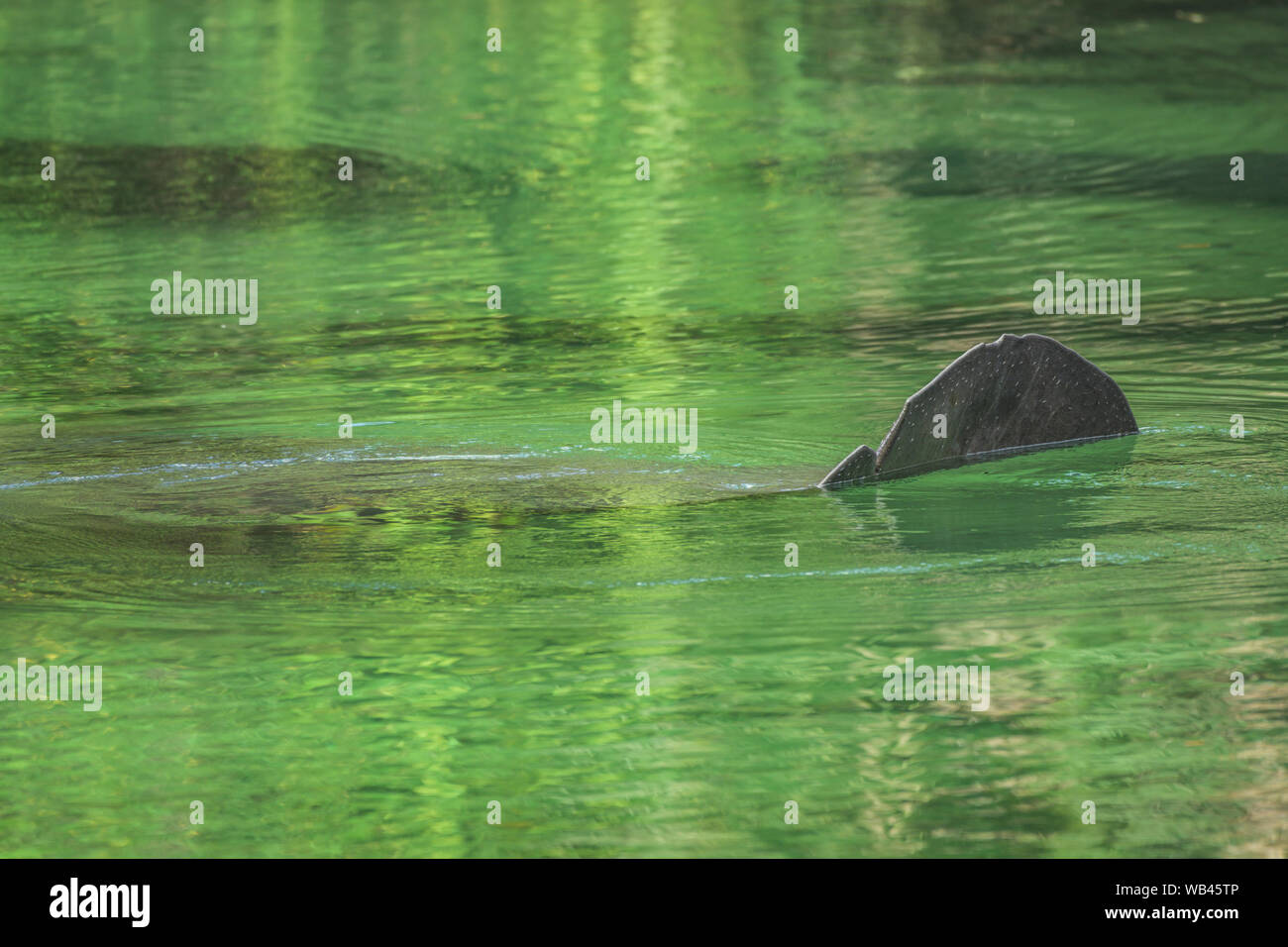 Manatee Tail in Green Water in Florida river Stock Photo - Alamy