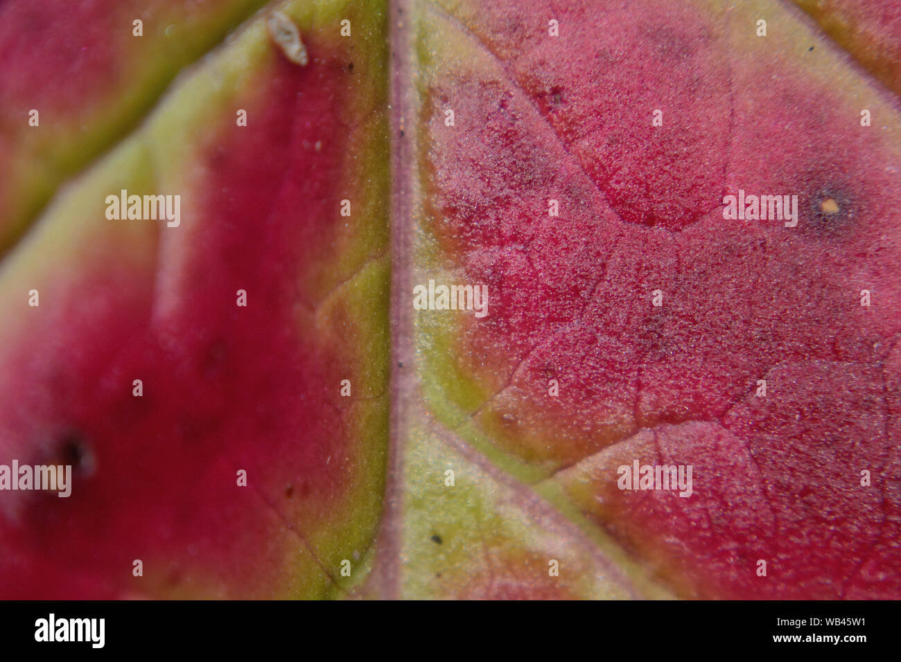 Pokeweed colored leaf, Phytolacca decandra macro Stock Photo - Alamy