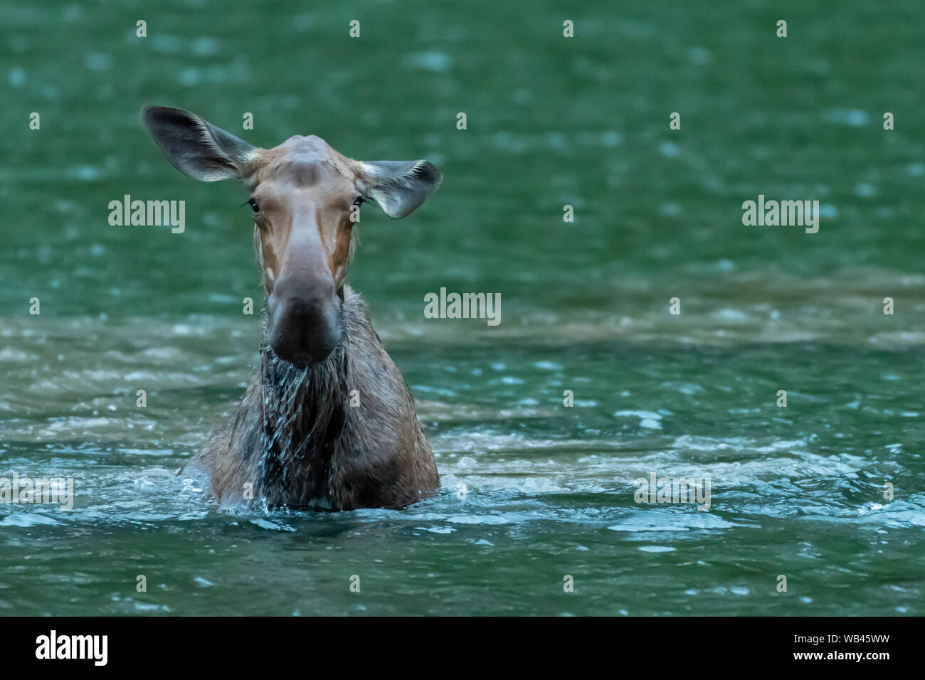 Moose In Lake Stares At Camera after emerging from a dive Stock Photo ...