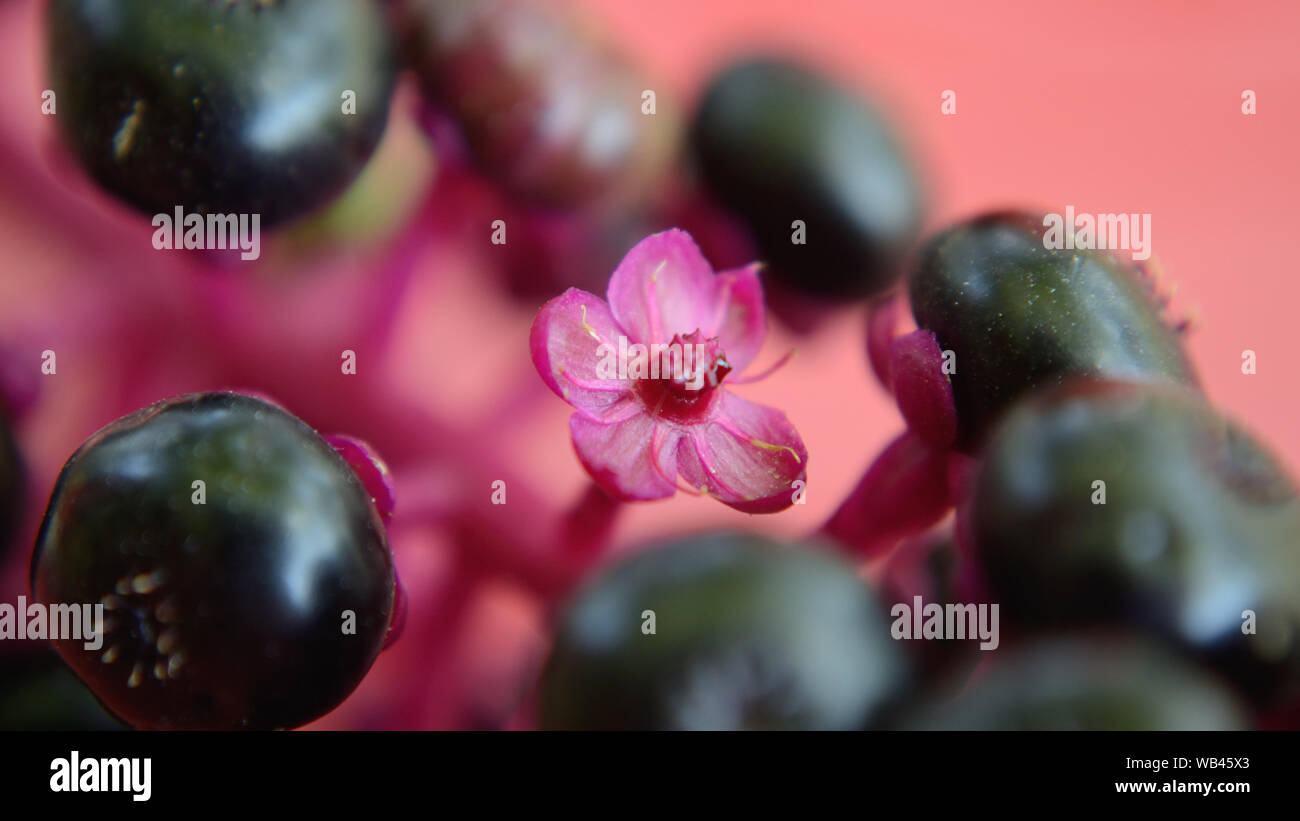 Close up of pokeweed berries and flower, Phytolacca decandra Stock ...