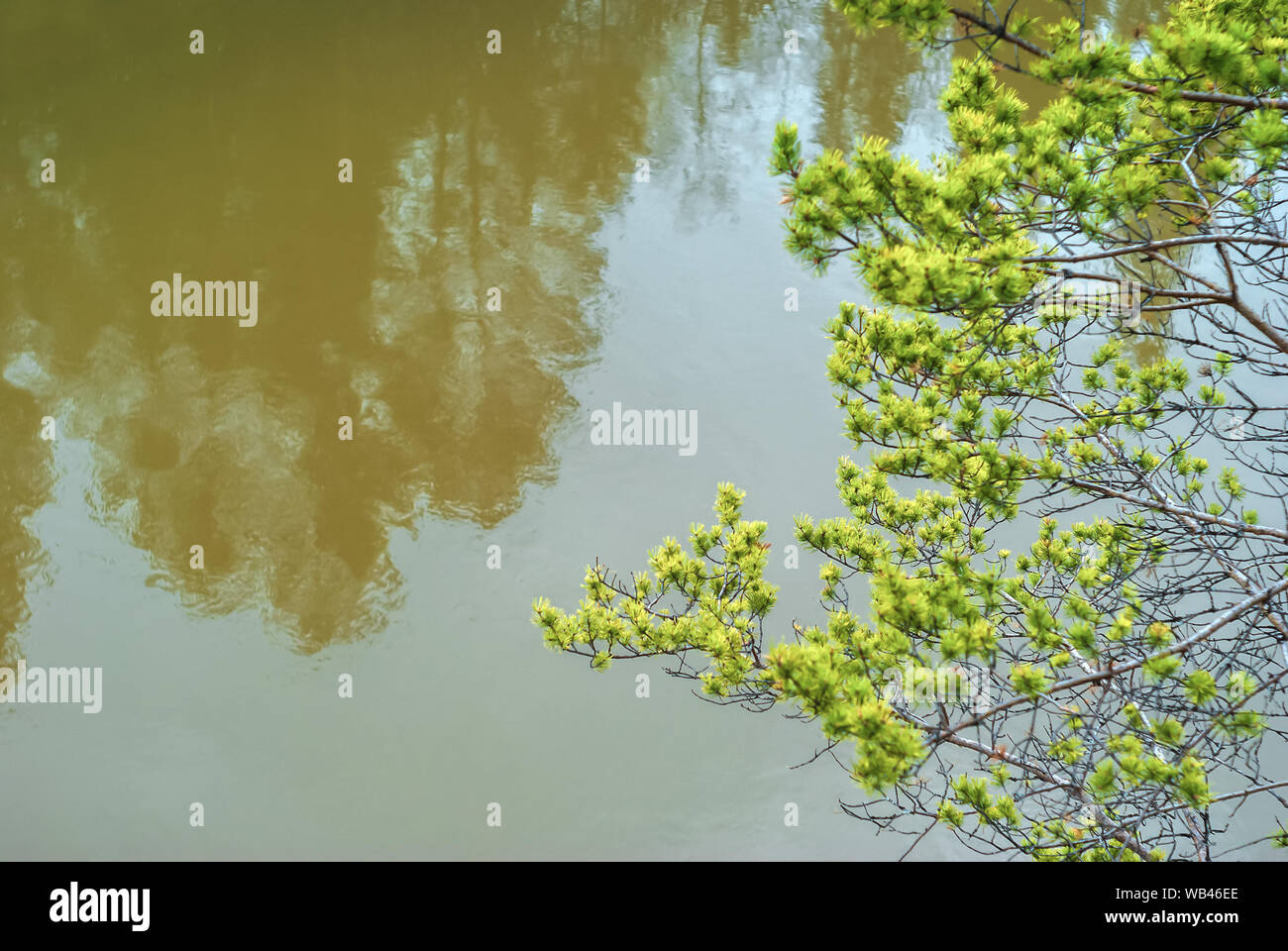 background - pine branches against of muddy spring river with ...