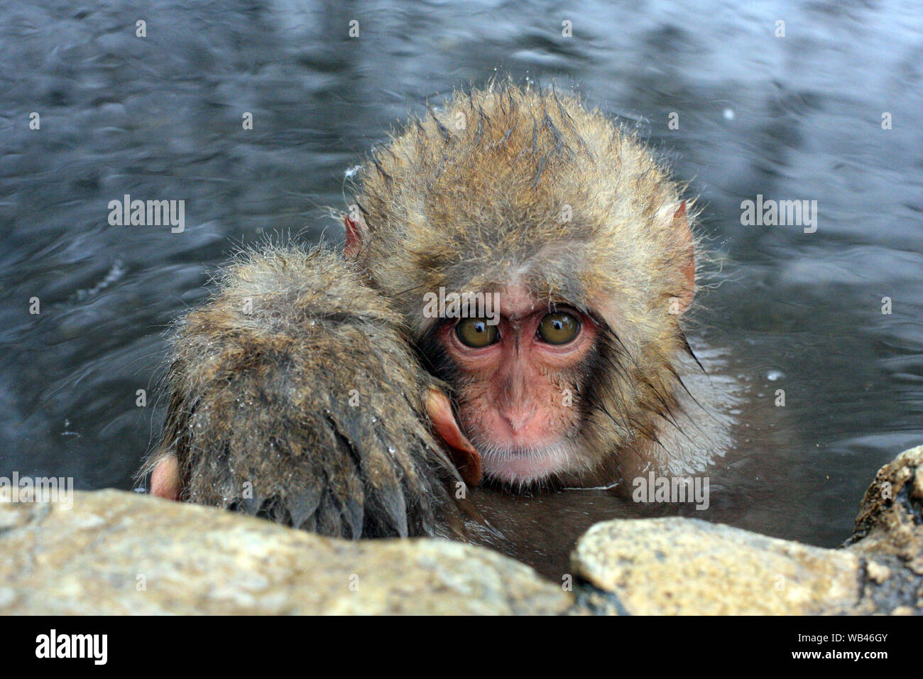 Hot bath for snow monkeys in Jigokudani Monkey Park in Nagano Japan ...