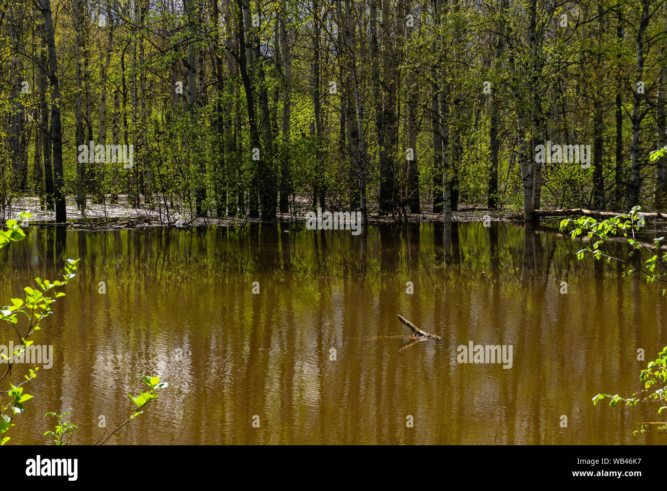 landscape - spring forest flooded during high water Stock Photo - Alamy