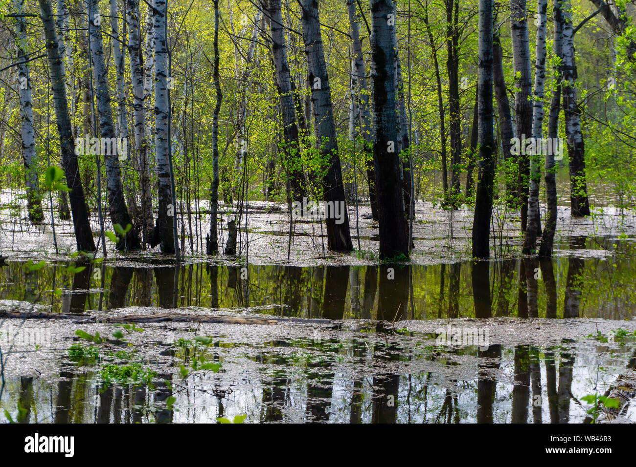 landscape - spring forest flooded during high water Stock Photo - Alamy