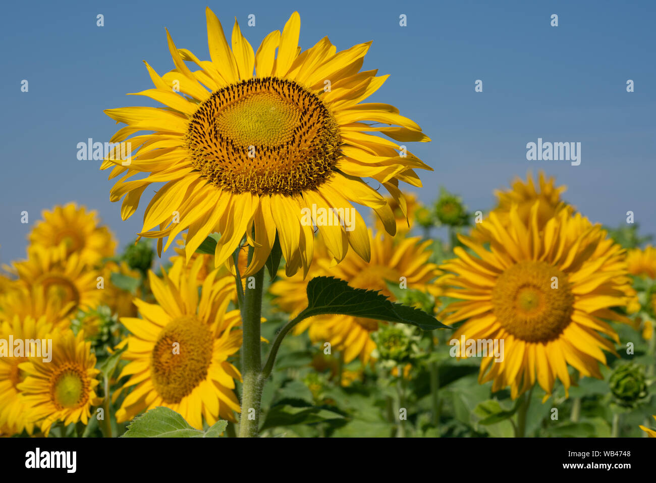 Sunflower (Helianthus annuus), close up of the flower head Stock Photo ...