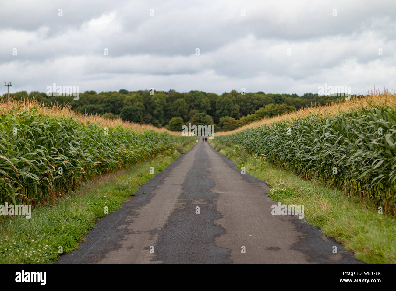 Cornfields and path hi-res stock photography and images - Alamy