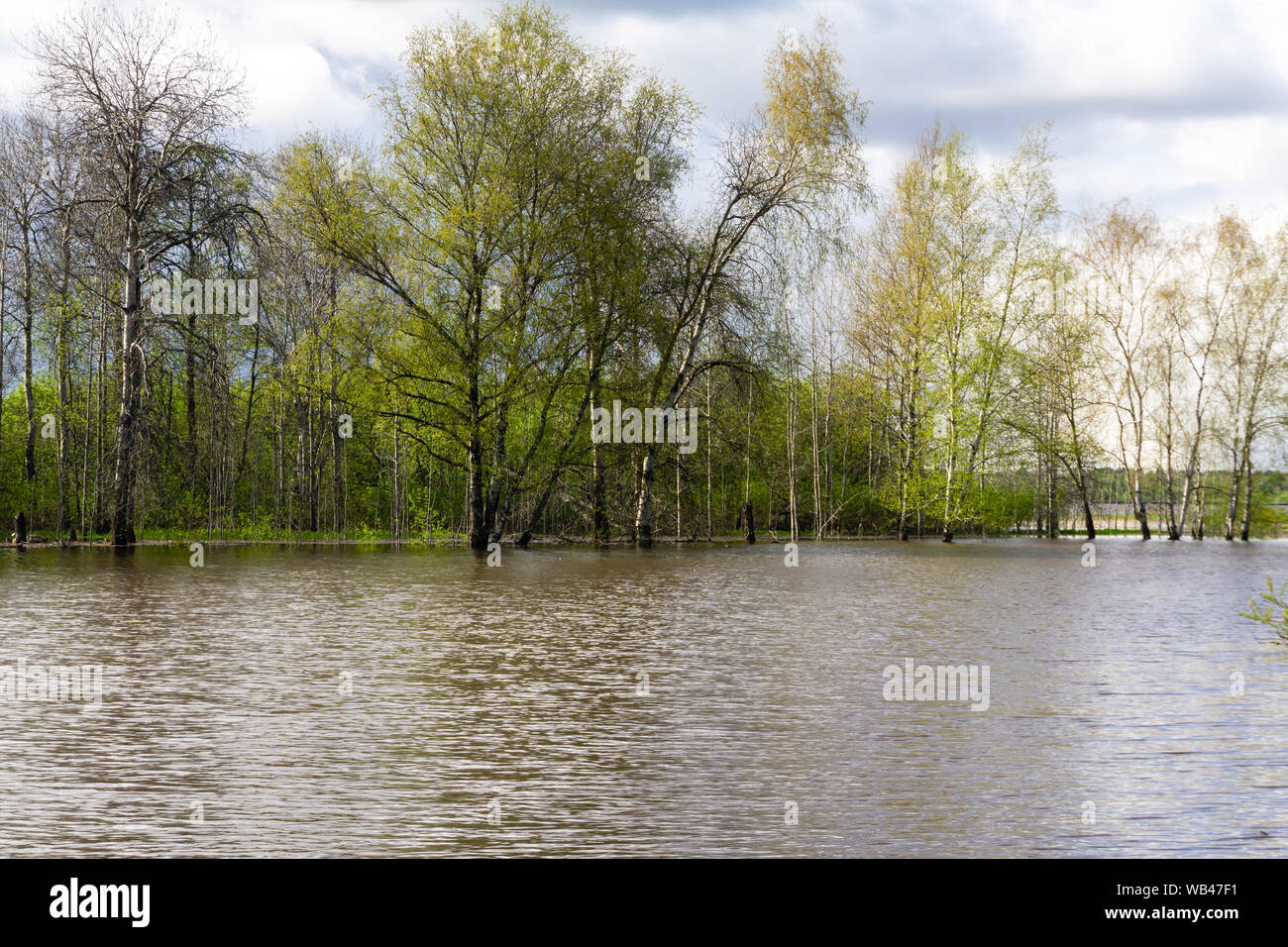 landscape - spring grove of trees flooded during high water Stock Photo ...