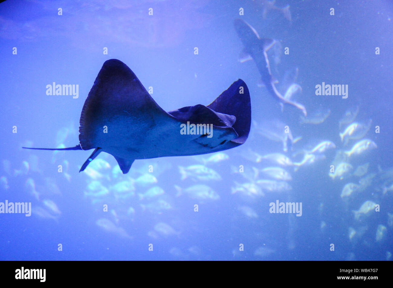 manta ray, sting ray, electric ray is moving in the big tank in ...