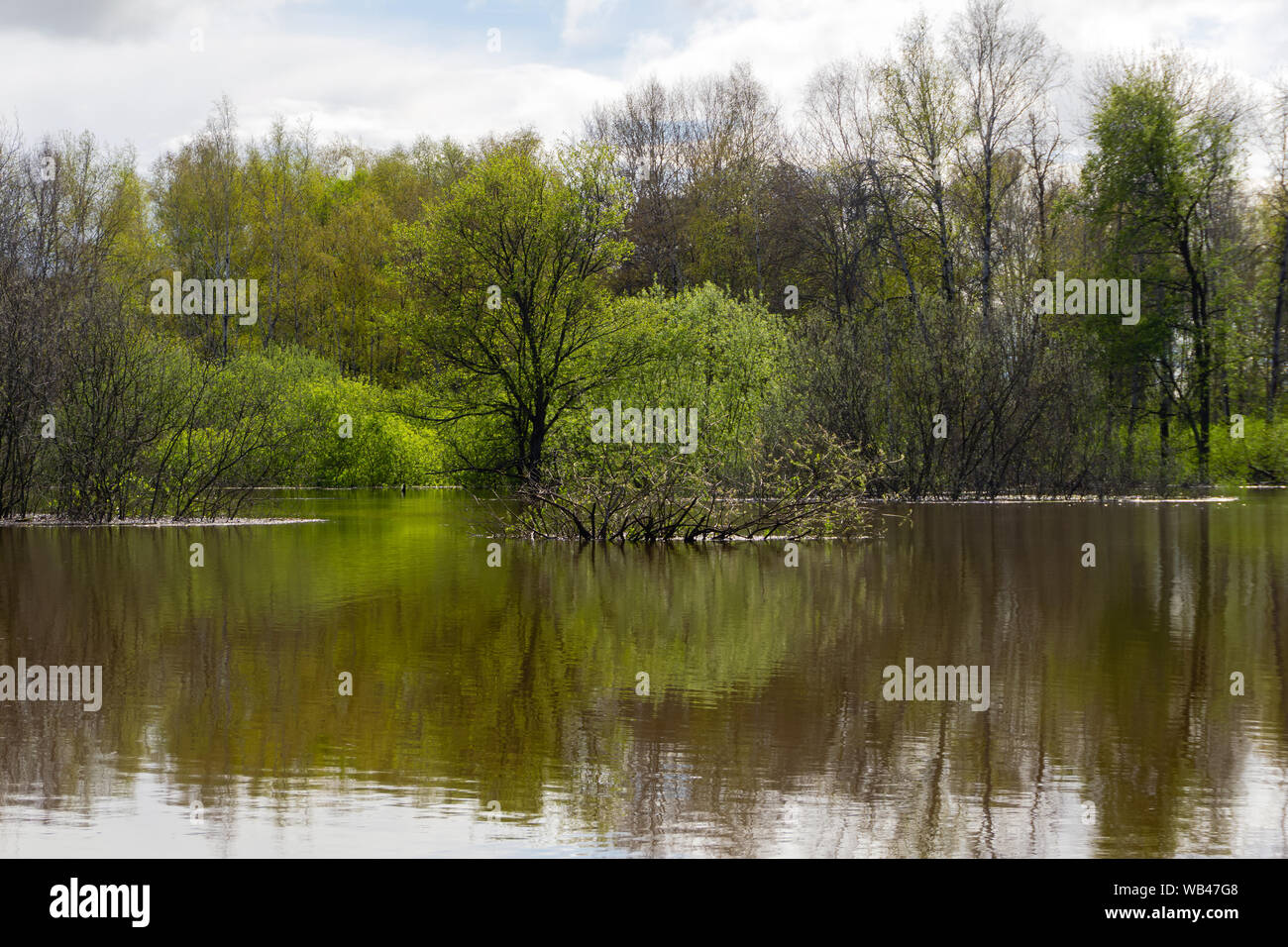 landscape - spring grove of trees flooded during high water Stock Photo ...