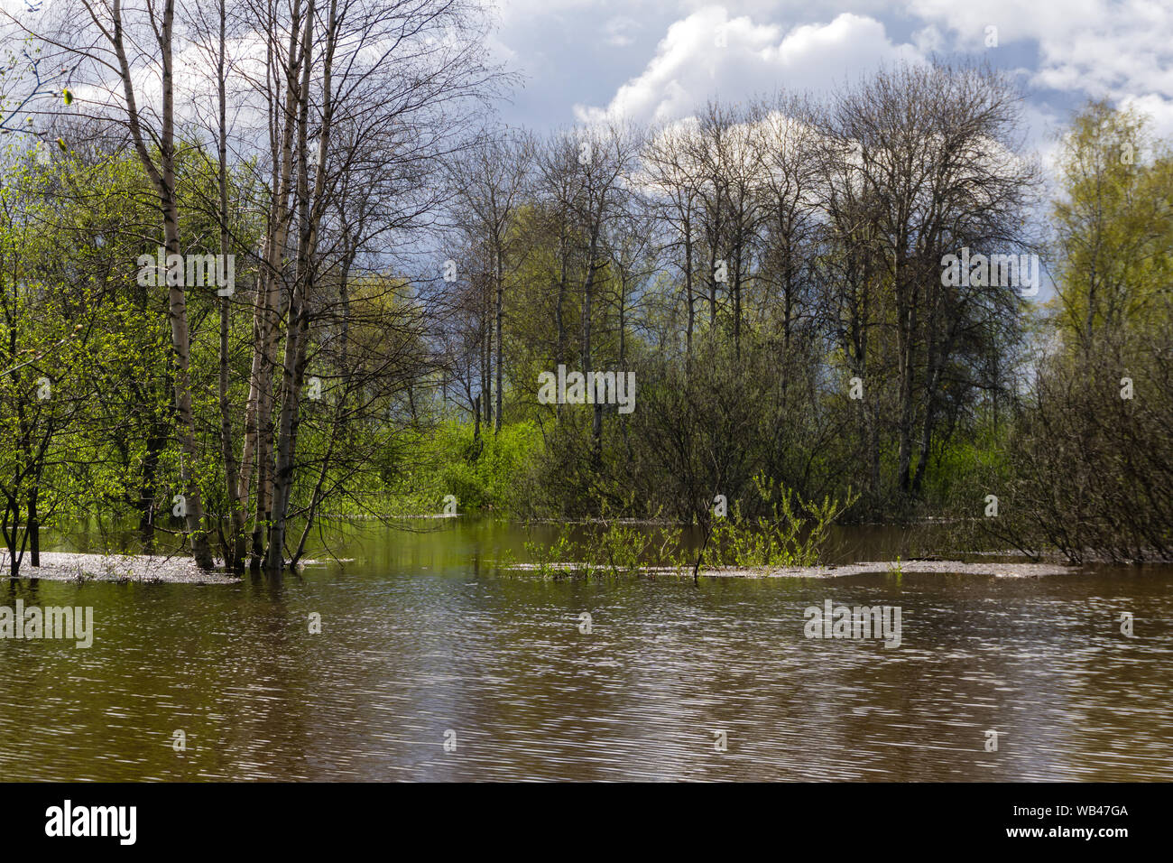 landscape - spring grove of trees flooded during high water Stock Photo ...