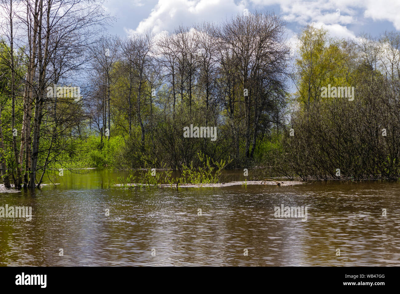 landscape - spring grove of trees flooded during high water Stock Photo ...
