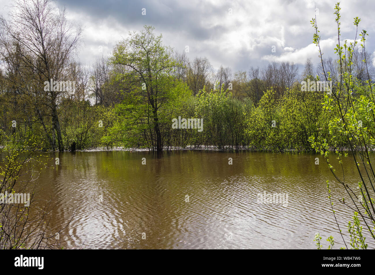 landscape - spring grove of trees flooded during high water Stock Photo ...