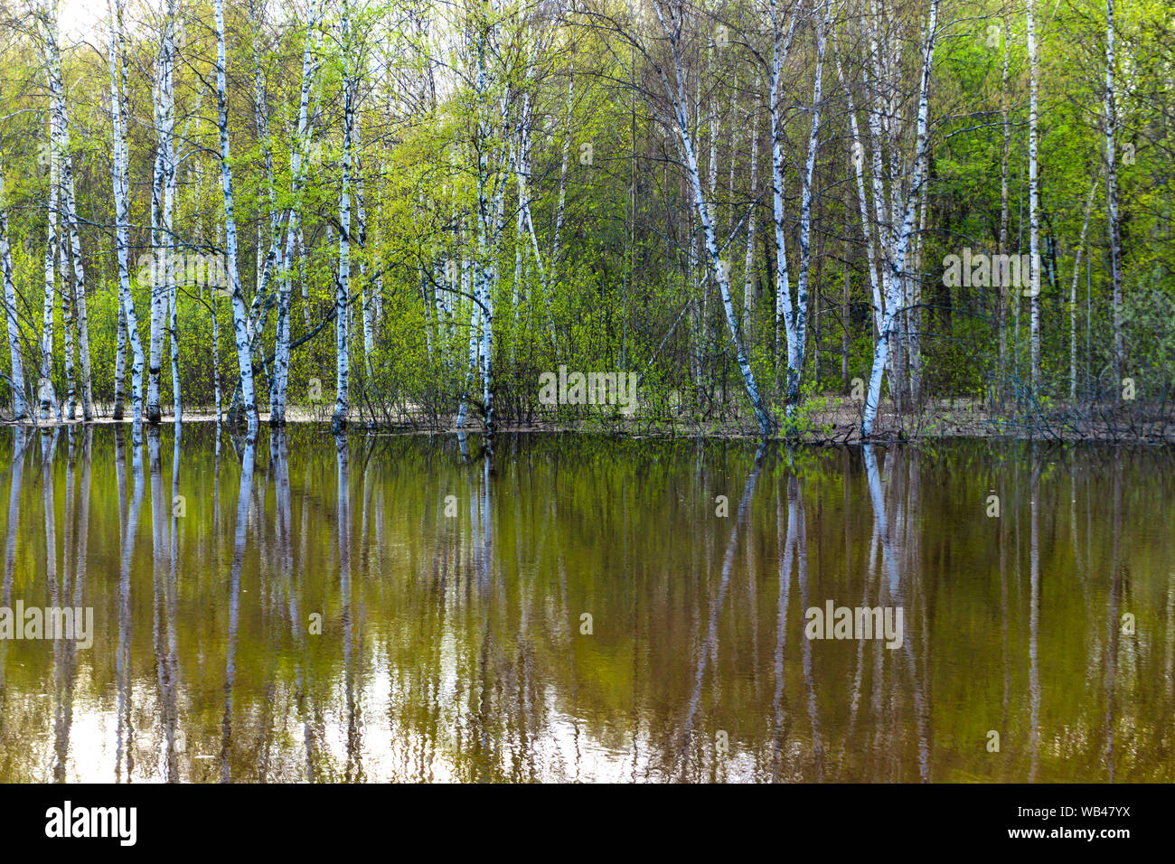 landscape - spring grove of trees flooded during high water Stock Photo ...