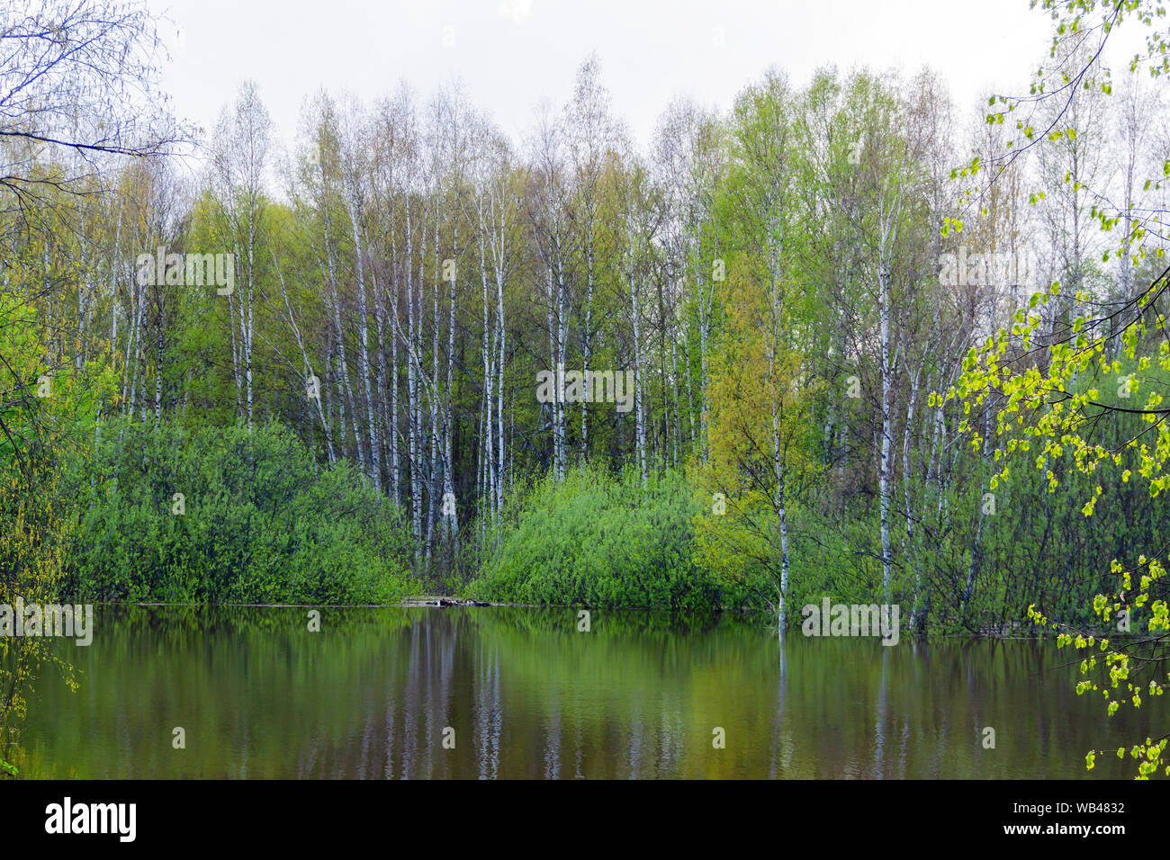 landscape - spring grove of trees flooded during high water Stock Photo ...