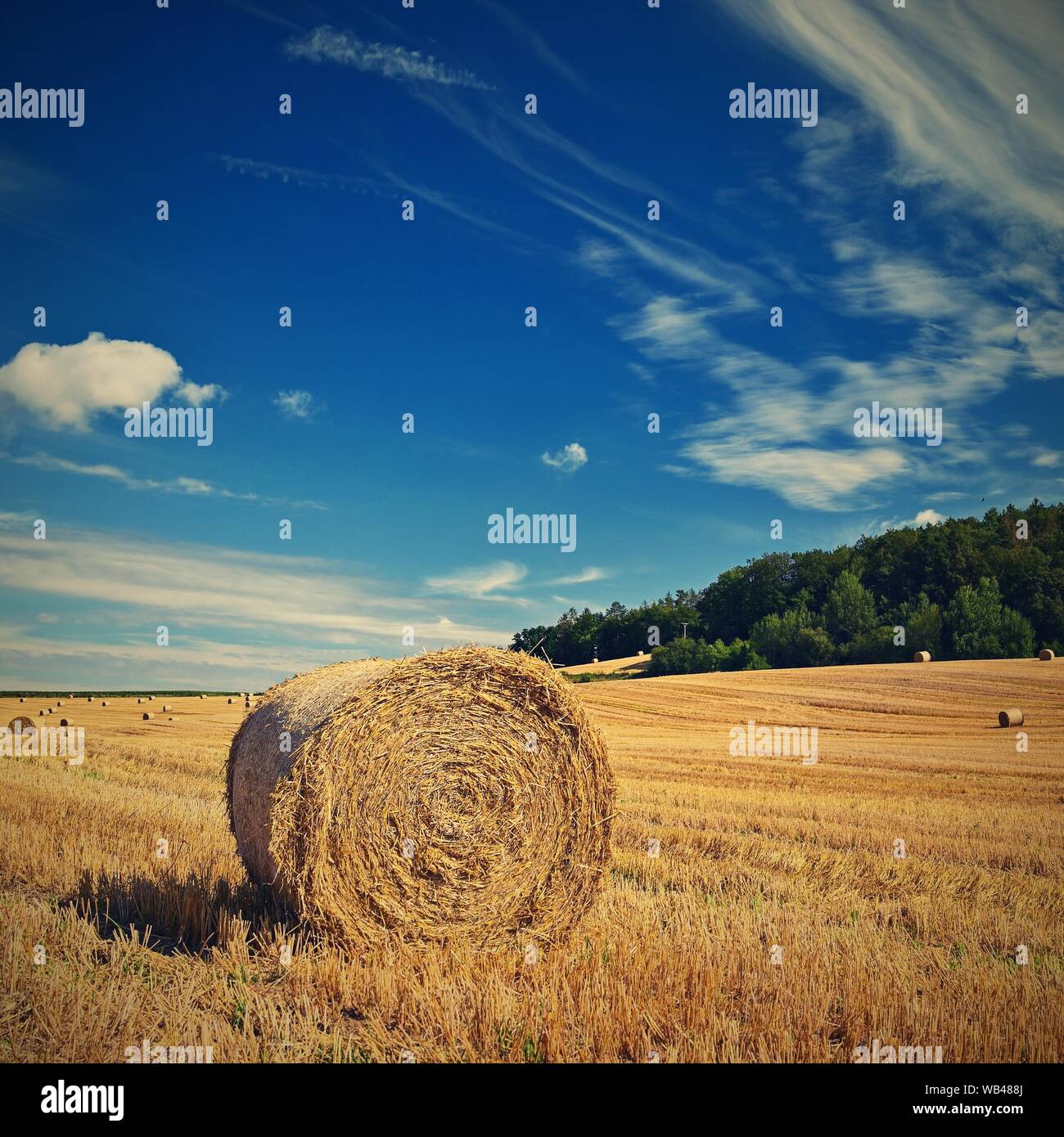 Dry wheat bundles hi-res stock photography and images - Alamy