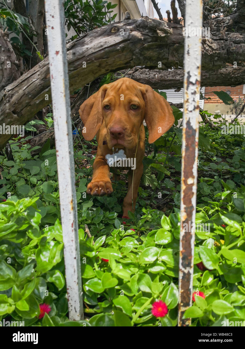 Magyar vizsla female hi-res stock photography and images - Alamy