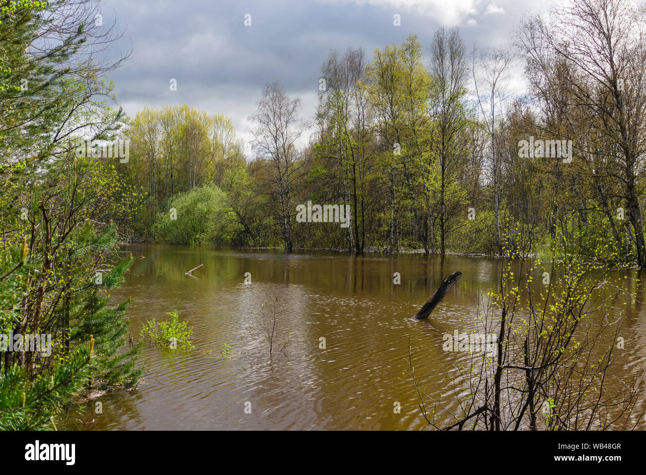 landscape - spring grove of trees flooded during high water Stock Photo ...