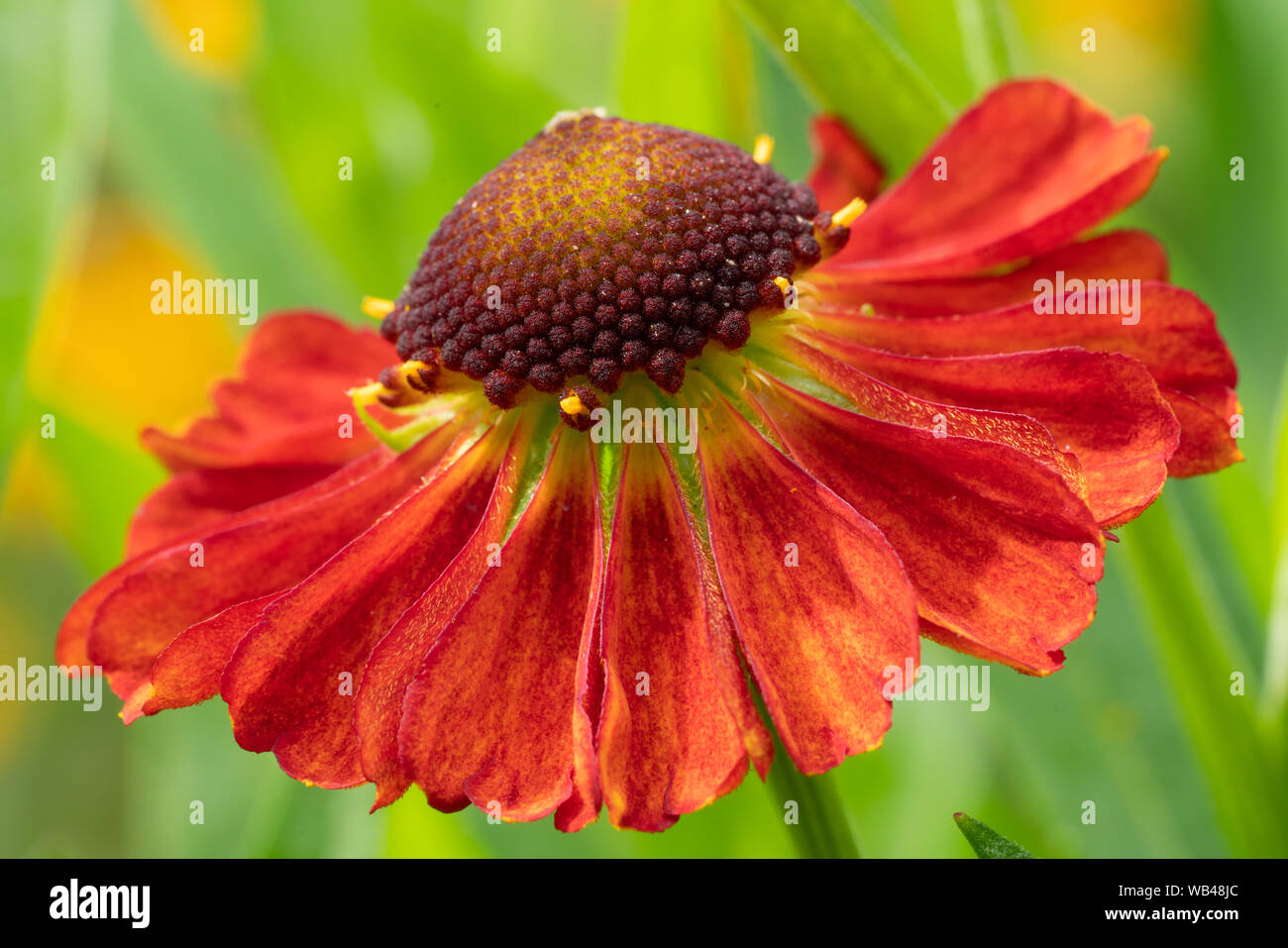 Helens Flower (Helenium), flowers of summertime Stock Photo - Alamy