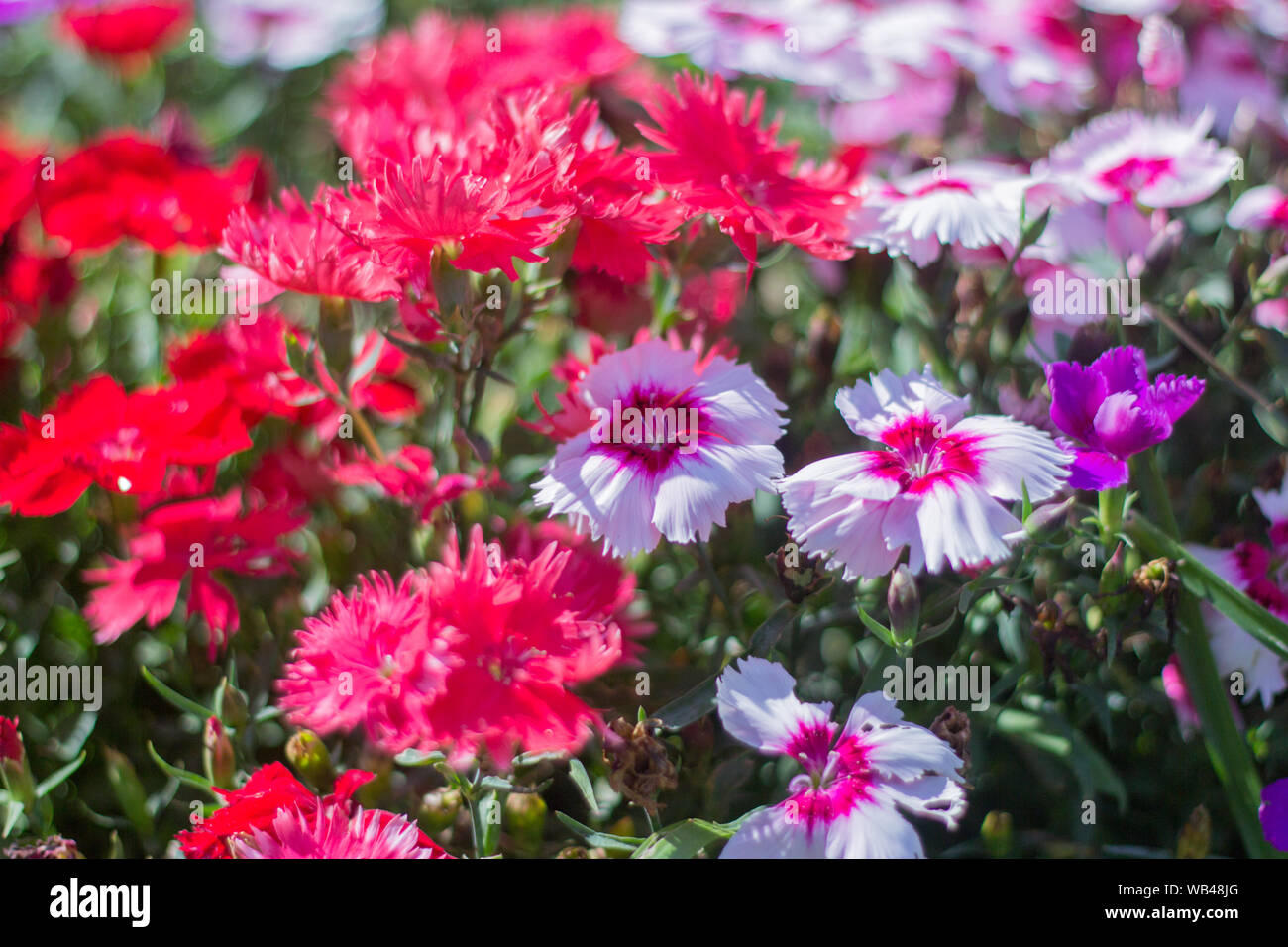 blooming pink and red flowers of Dianthus on the flower bed Stock Photo ...